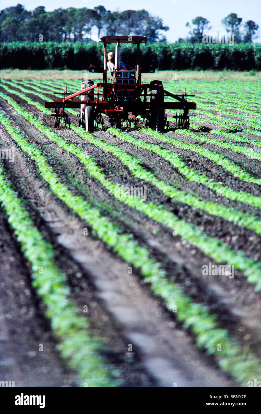Crops in field,tractor in fields, crops in rows, farm worker Stock ...