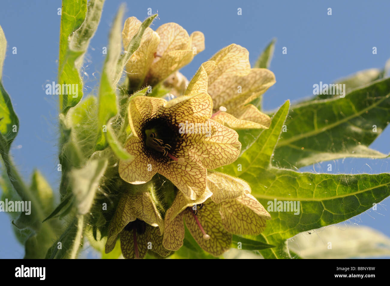 Henbane hi-res stock photography and images - Alamy