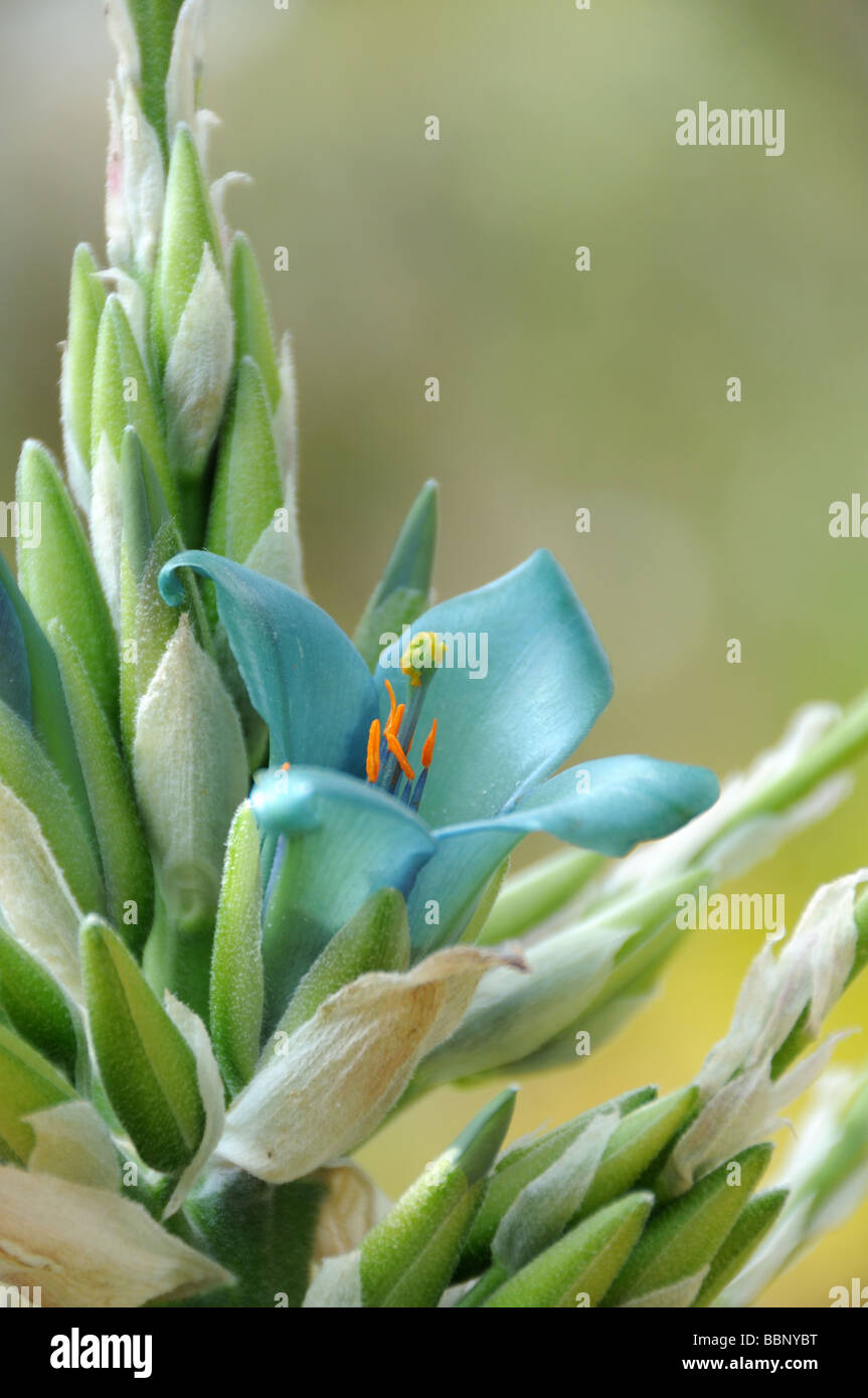 Puya hi-res stock photography and images - Alamy