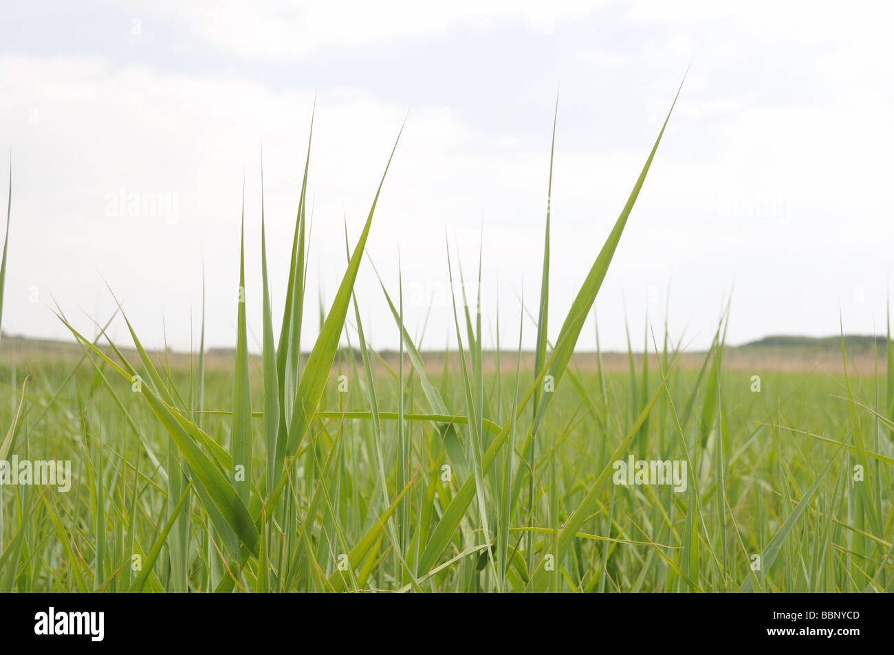 Reeds hi-res stock photography and images - Alamy
