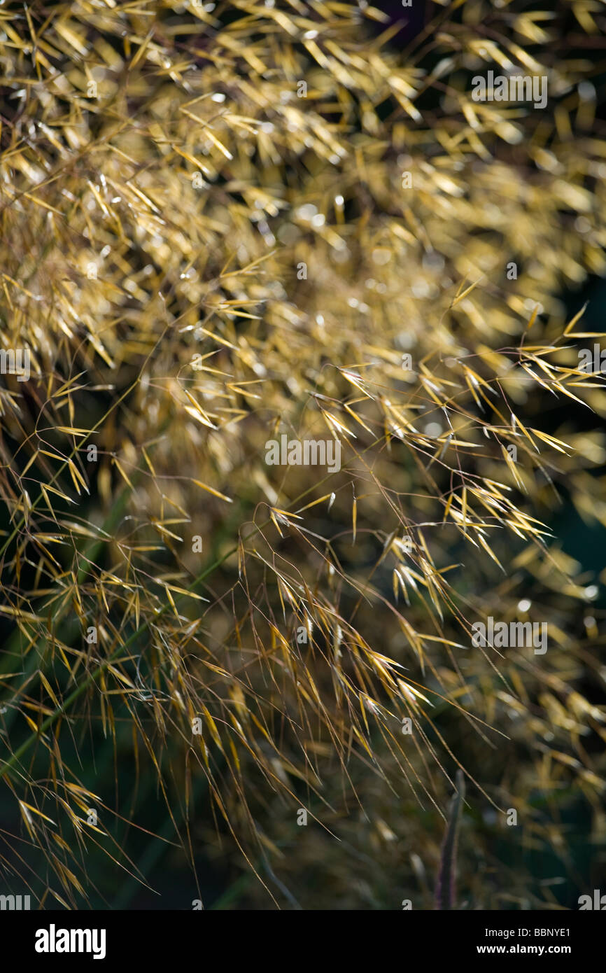 Stipa gigantea Giant Oat Grass Stock Photo - Alamy