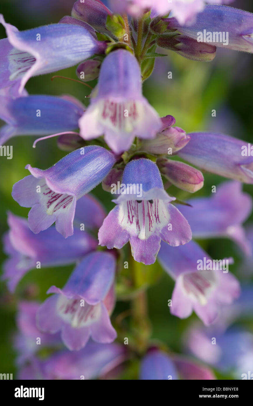 Penstemon, blue and pink Stock Photo - Alamy