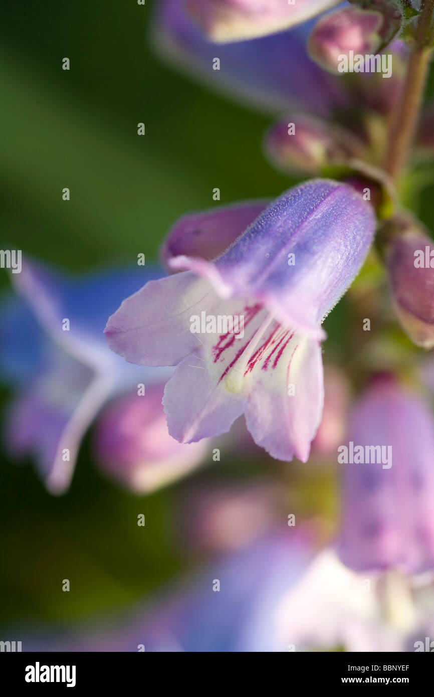 Pink penstemon flower summer hi-res stock photography and images - Alamy