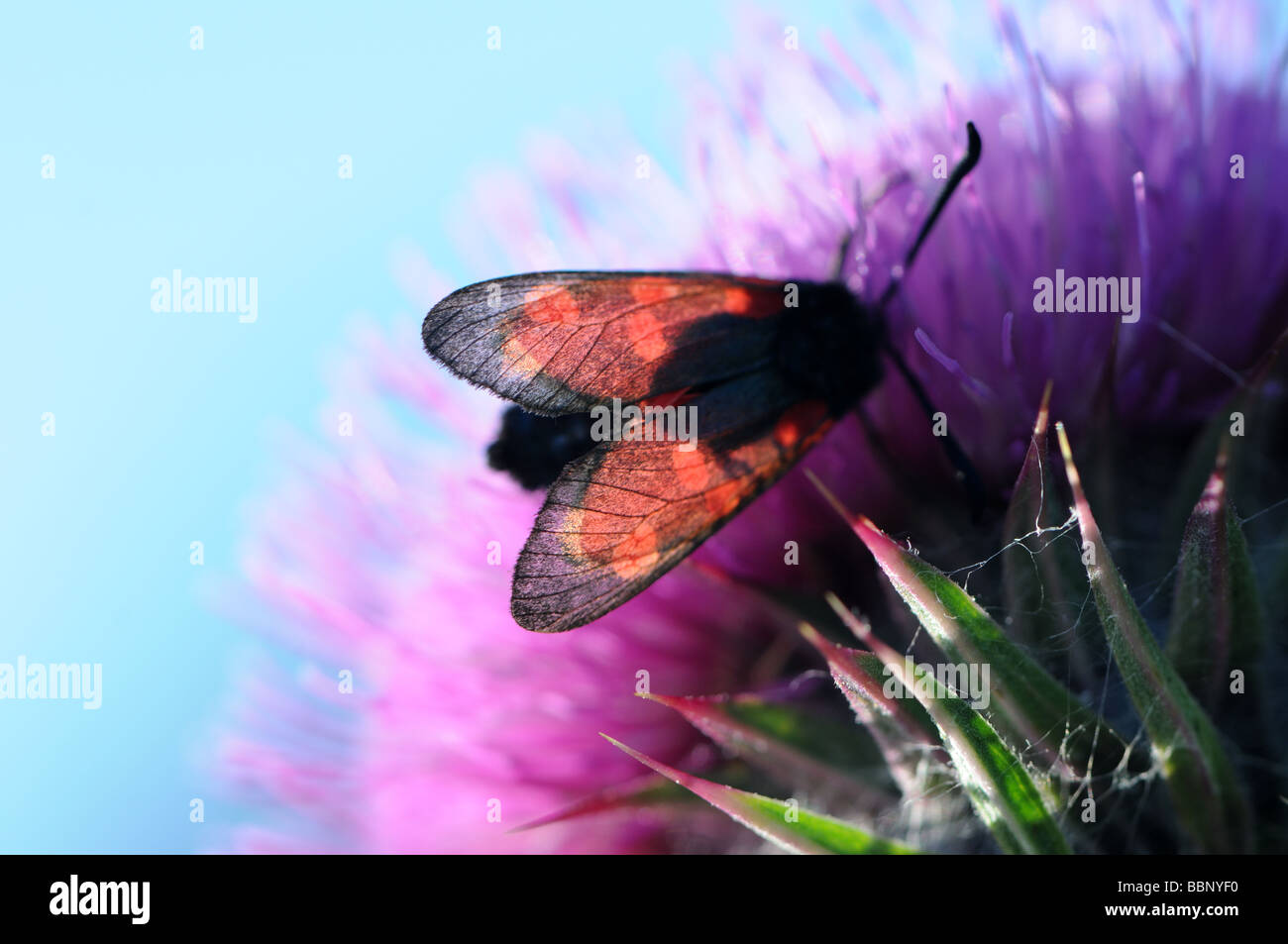 Red burnet hi-res stock photography and images - Alamy