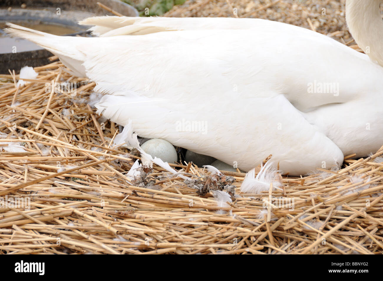 Swan sitting on nest Stock Photo - Alamy