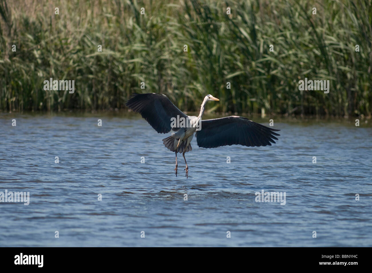 Heron at stodmarsh reserve kent Stock Photo - Alamy