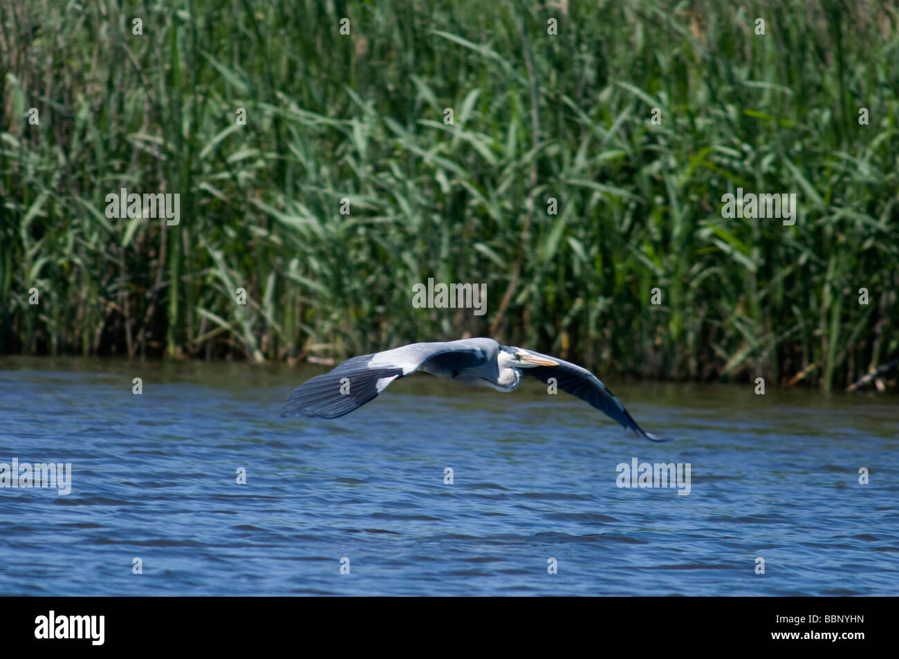 Heron at stodmarsh reserve kent Stock Photo - Alamy