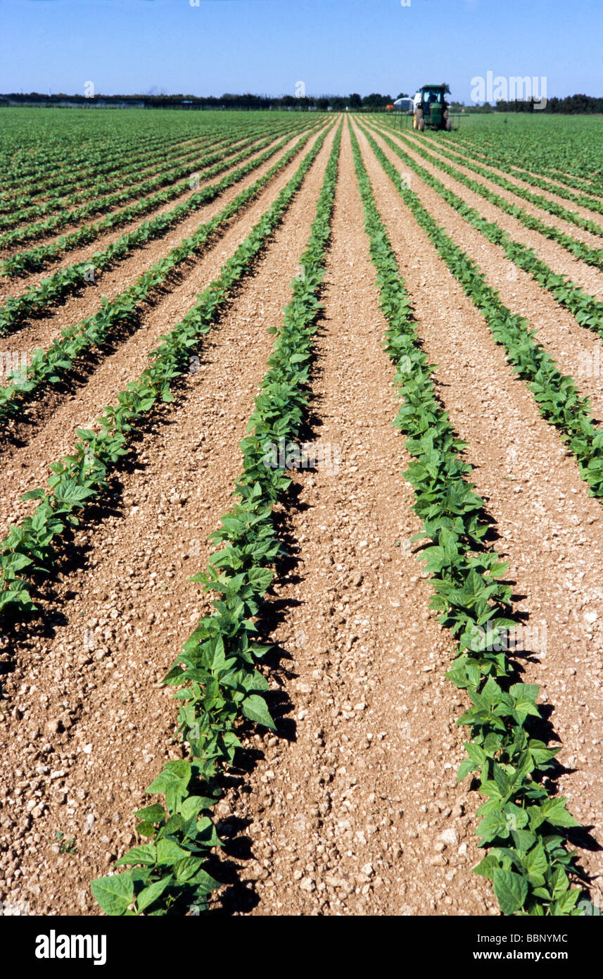 Crops in field,tractor in fields, crops in rows, farm worker Stock ...