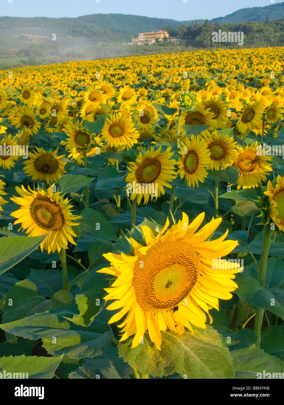 Sunflowers Helianthus annuus Stock Photo - Alamy