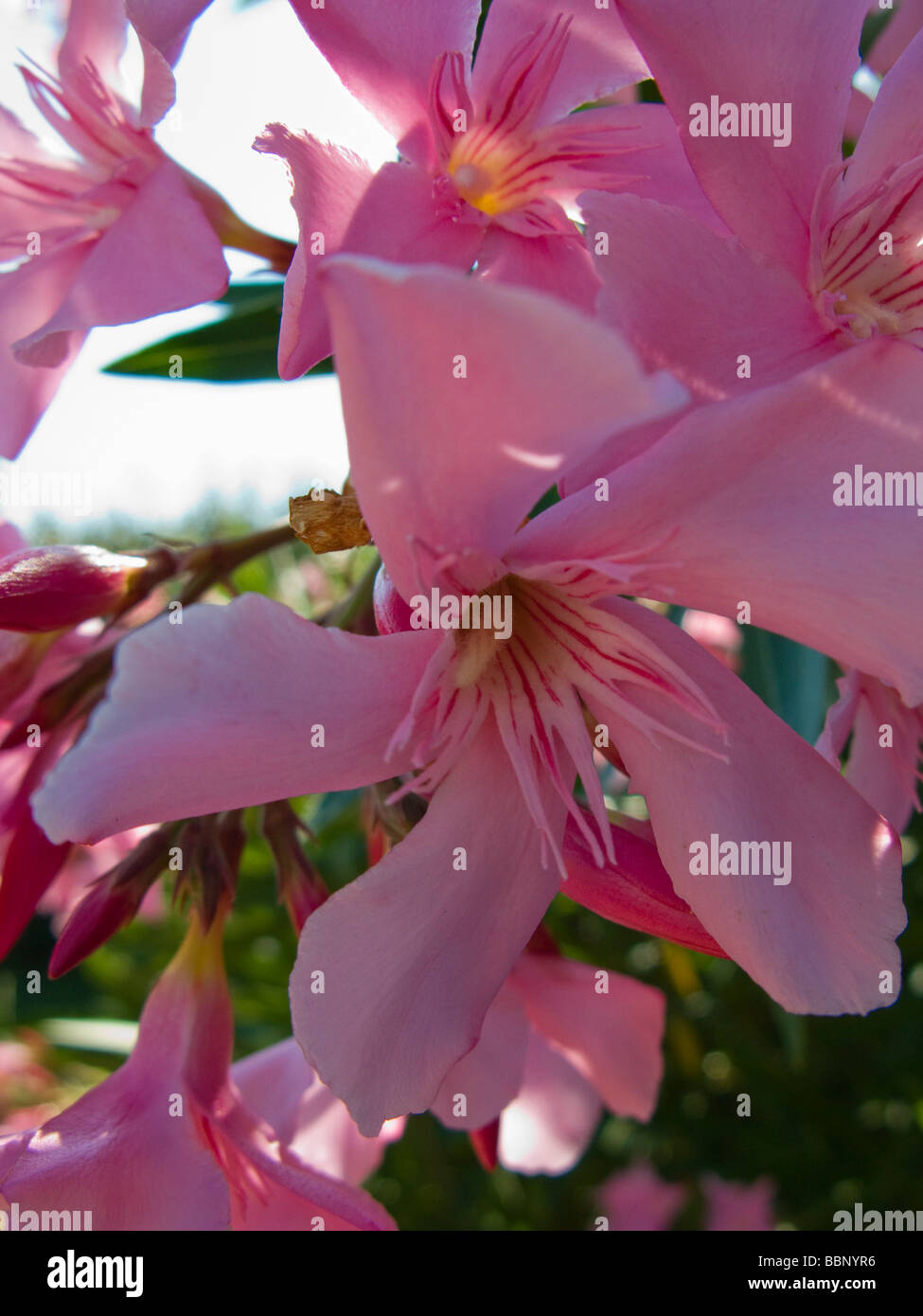 Pink Oleander flowers Stock Photo - Alamy