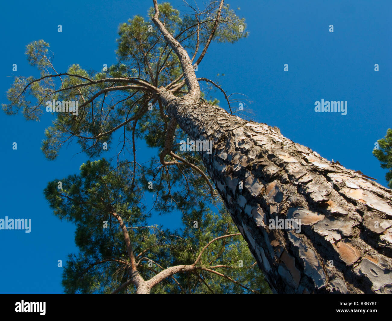 Tall scots pine tree hi-res stock photography and images - Alamy