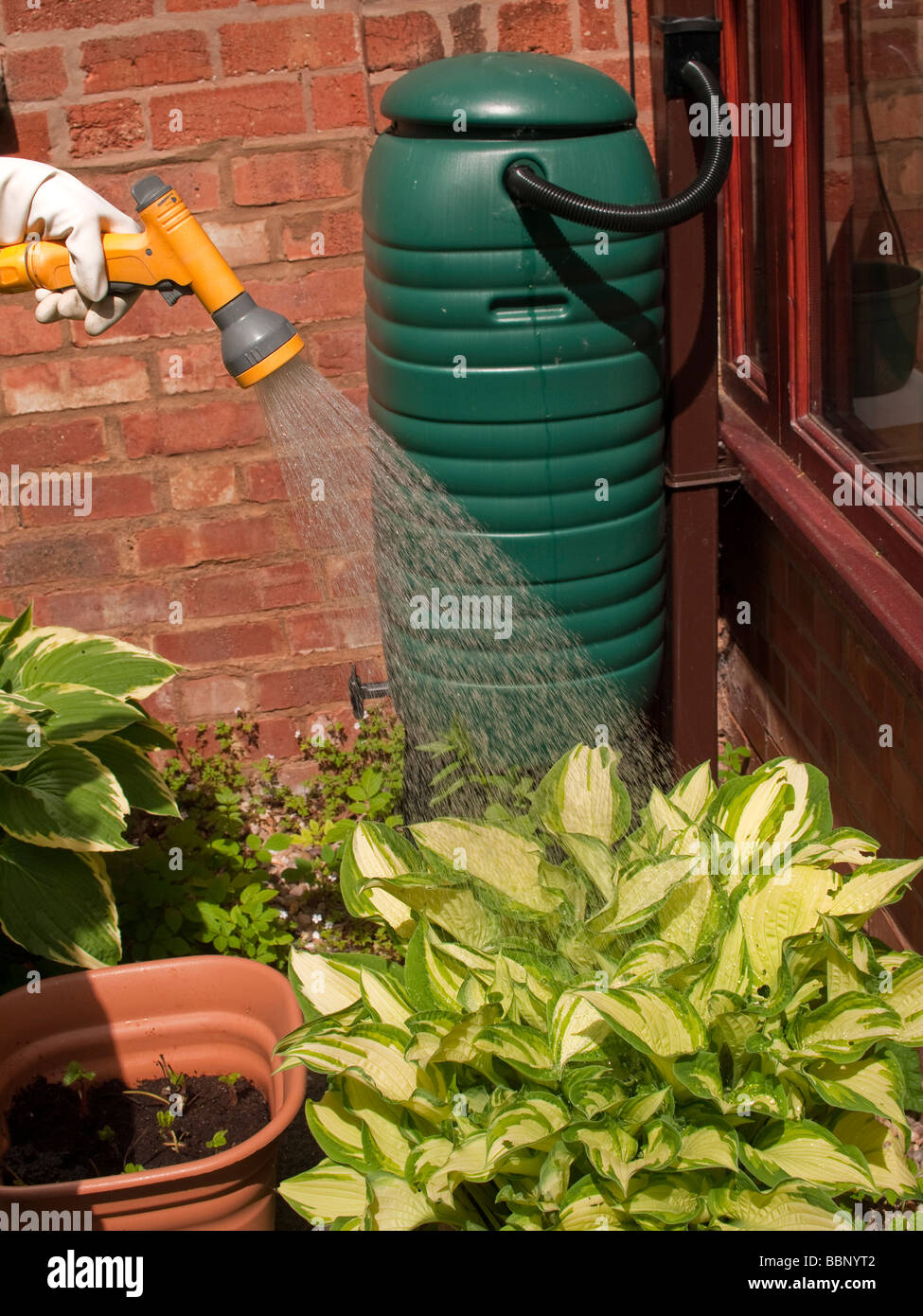 watering plants with a hosepipe in the garden Stock Photo - Alamy