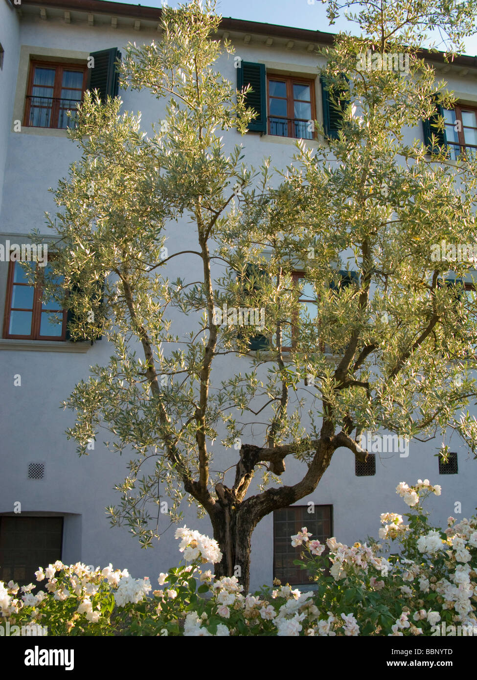Olive tree front garden hi-res stock photography and images - Alamy