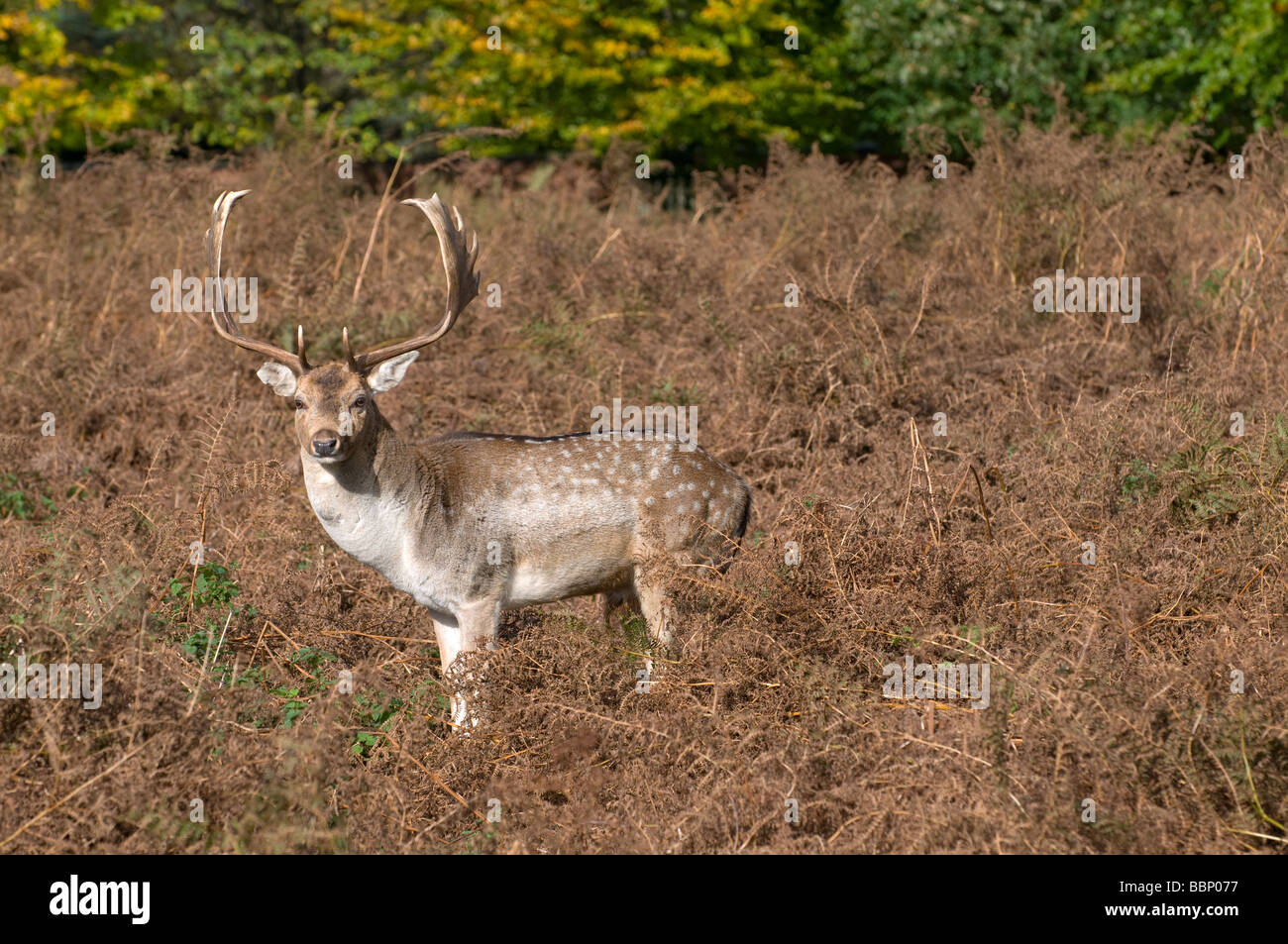 Fallow Deer Stag Dama dama Stock Photo - Alamy