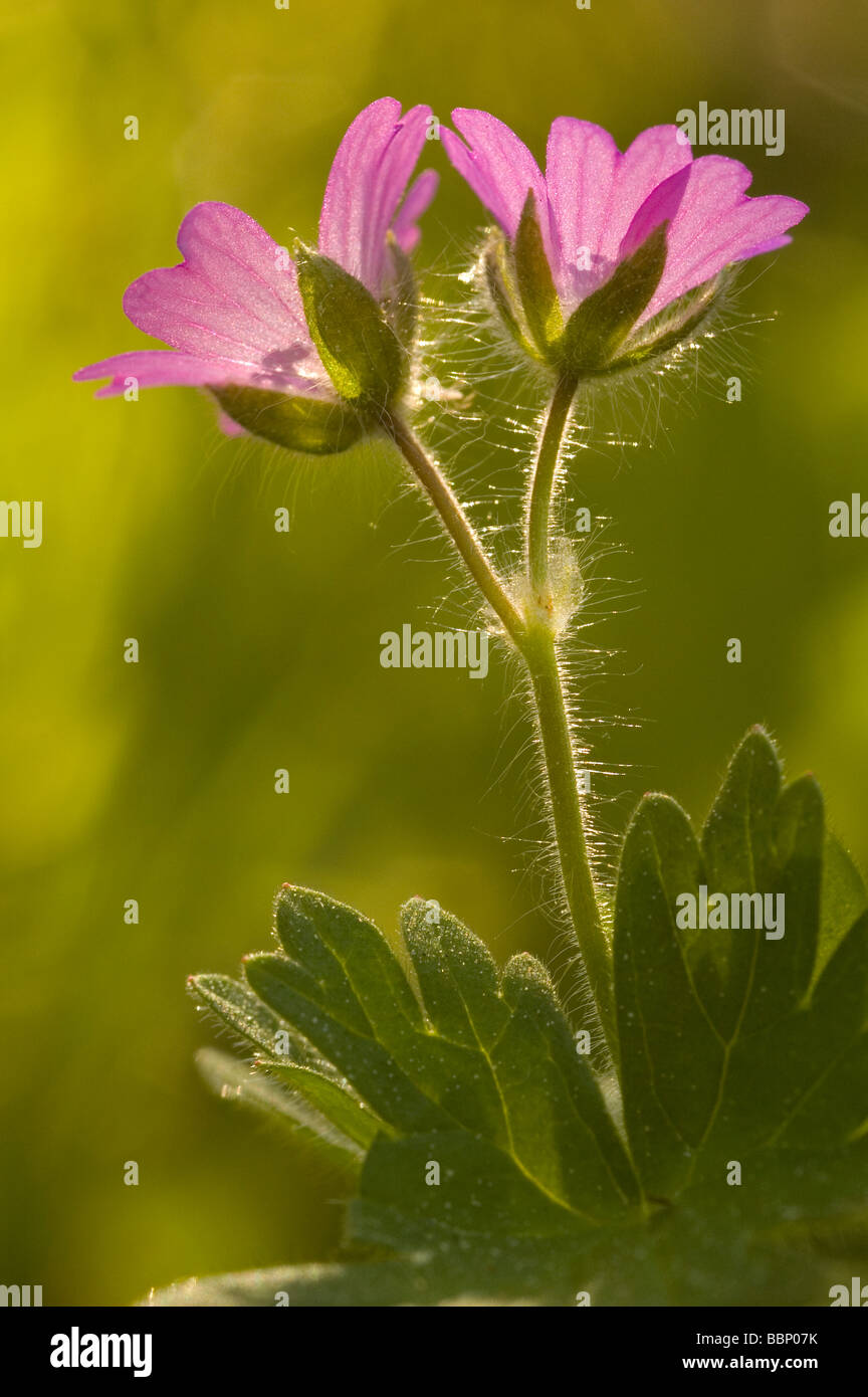 The dovesfoot cranesbill or dovesfoot geranium hi-res stock photography ...