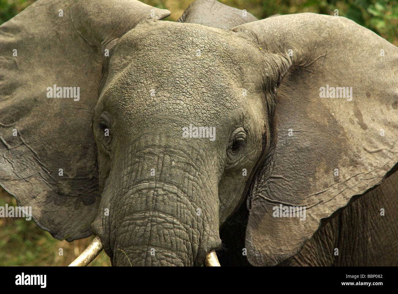 Elephant loxodonta africana elephants hi-res stock photography and ...