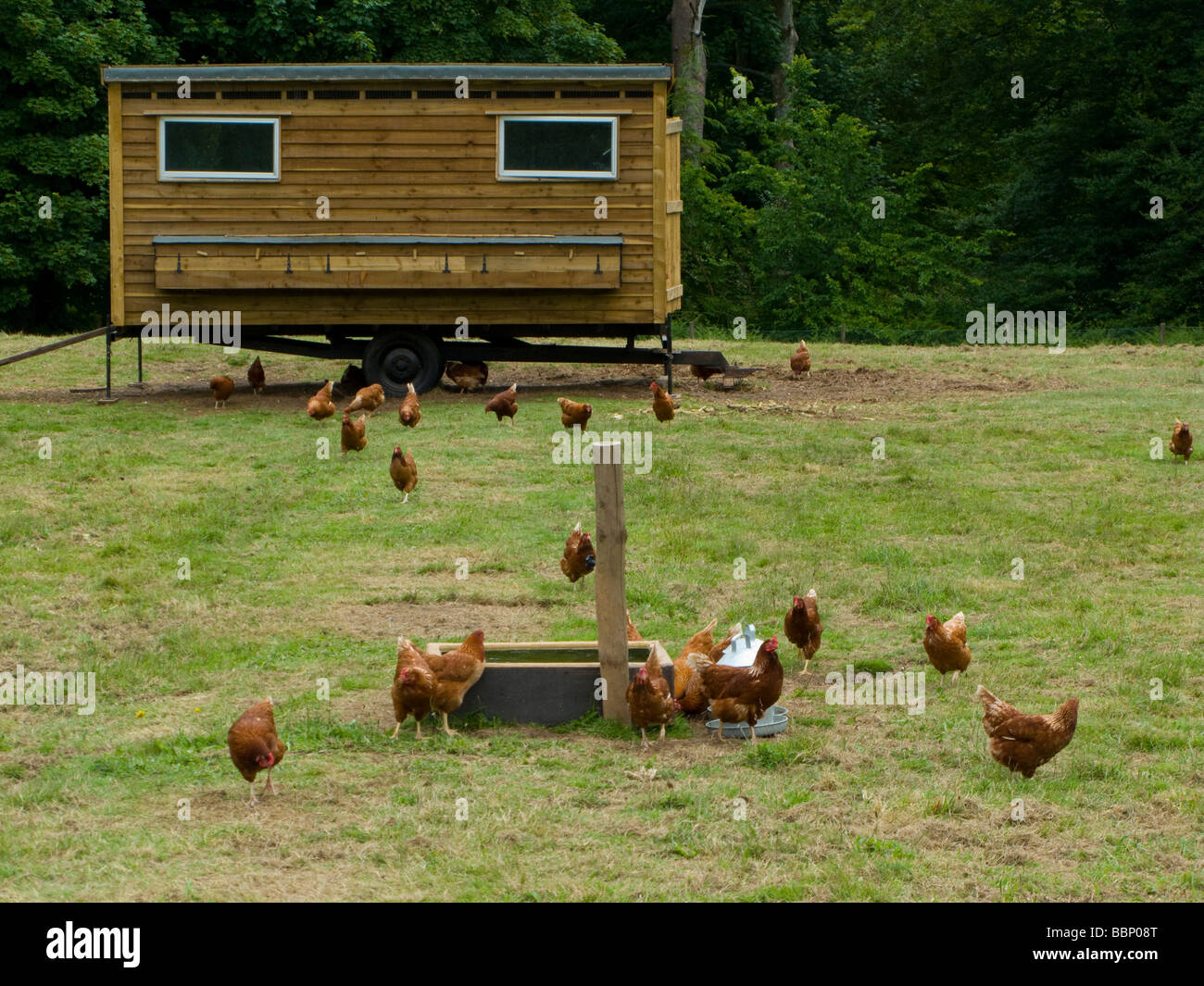 Free range hens in field Stock Photo - Alamy
