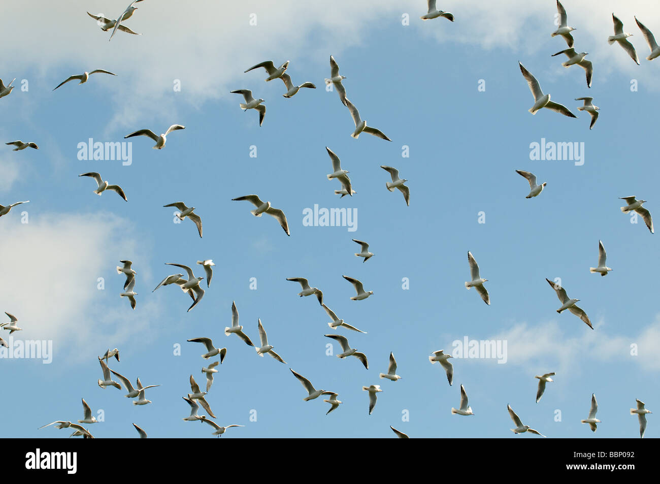 Flock of Sea Gulls in Flight Stock Photo - Alamy