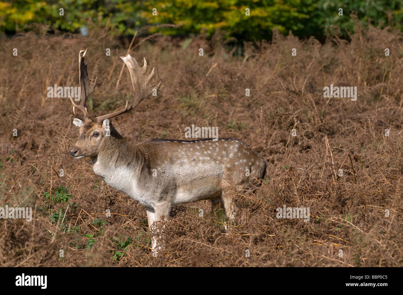 Fallow Deer Stag Dama dama Stock Photo - Alamy