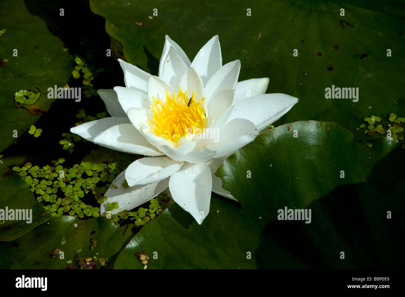 White streams hi-res stock photography and images - Alamy