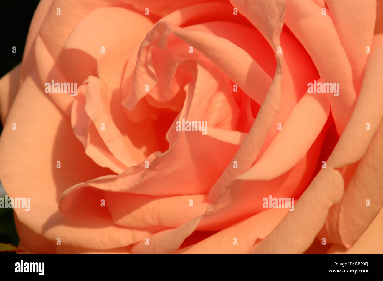 Yellow rose side view flower hi-res stock photography and images - Alamy