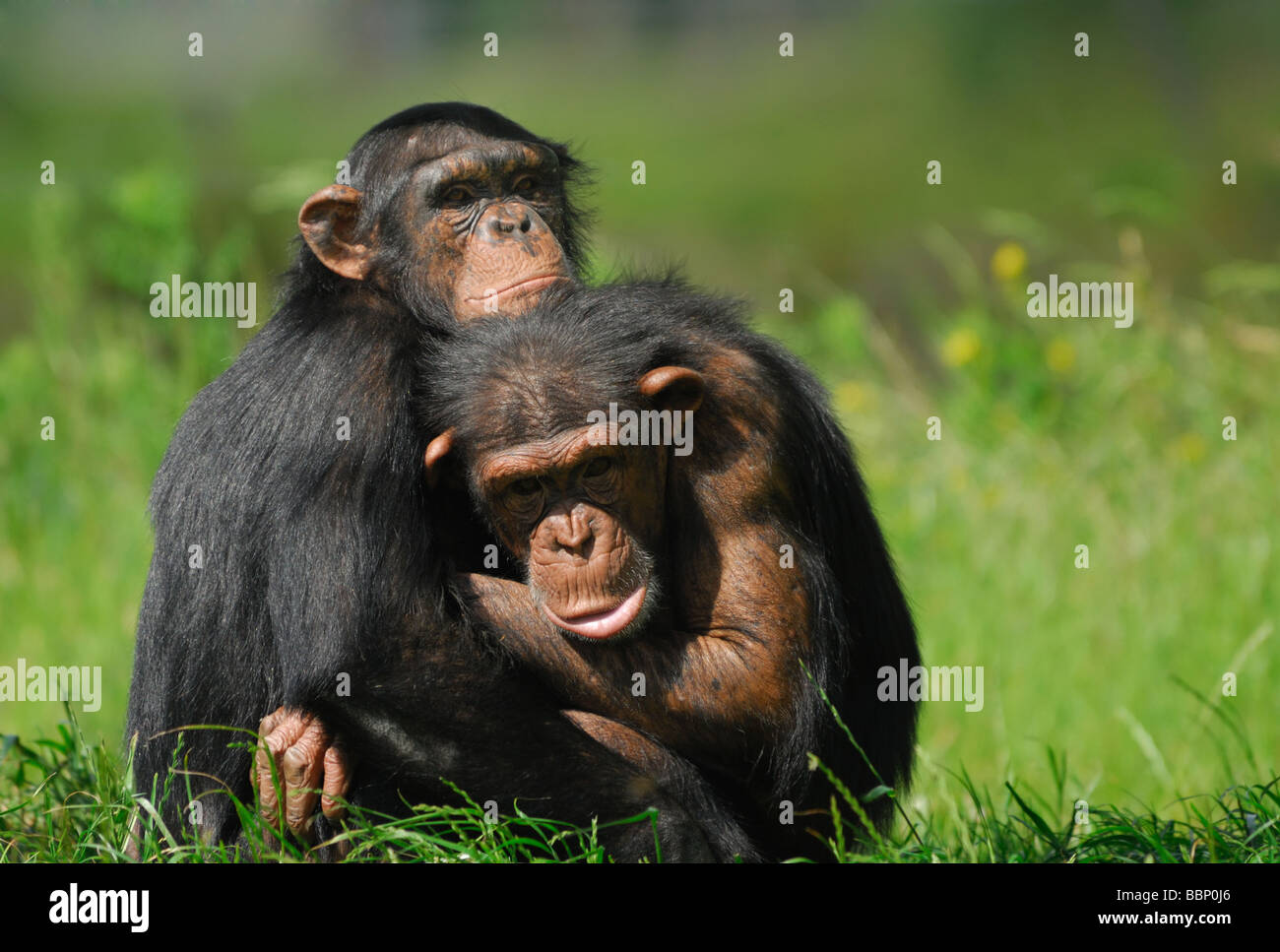 Chimpanzee hug hi-res stock photography and images - Alamy