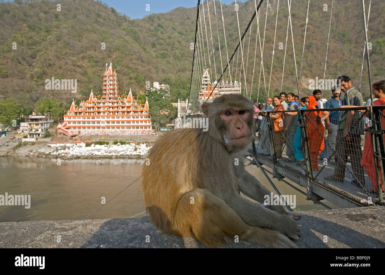 Monkey at Lakshman Jhula bridge. Rishikesh. India Stock Photo - Alamy