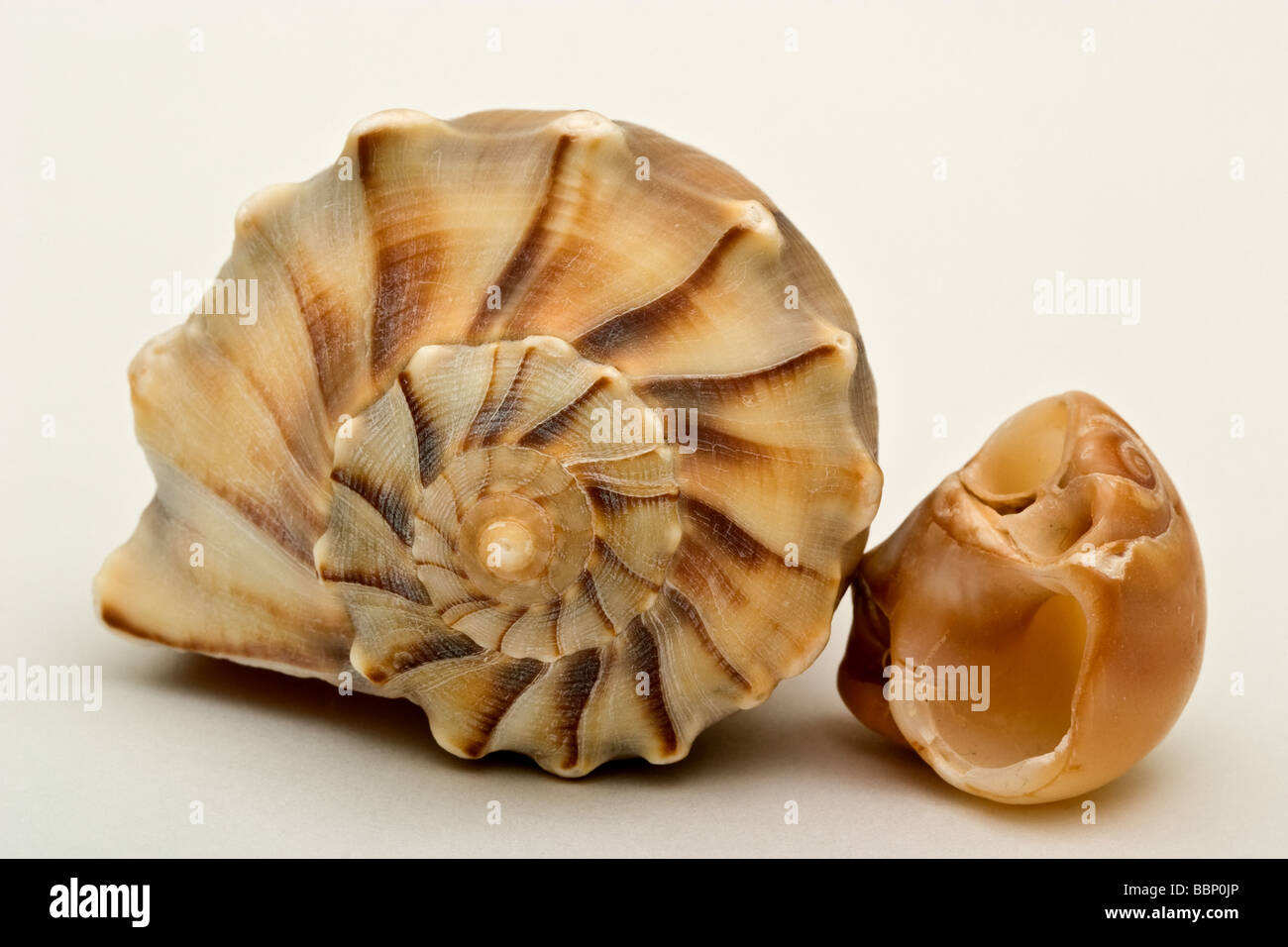 Shattered Conch Shell