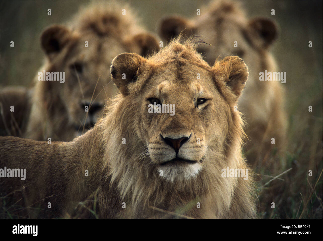 Three lions hi-res stock photography and images - Alamy