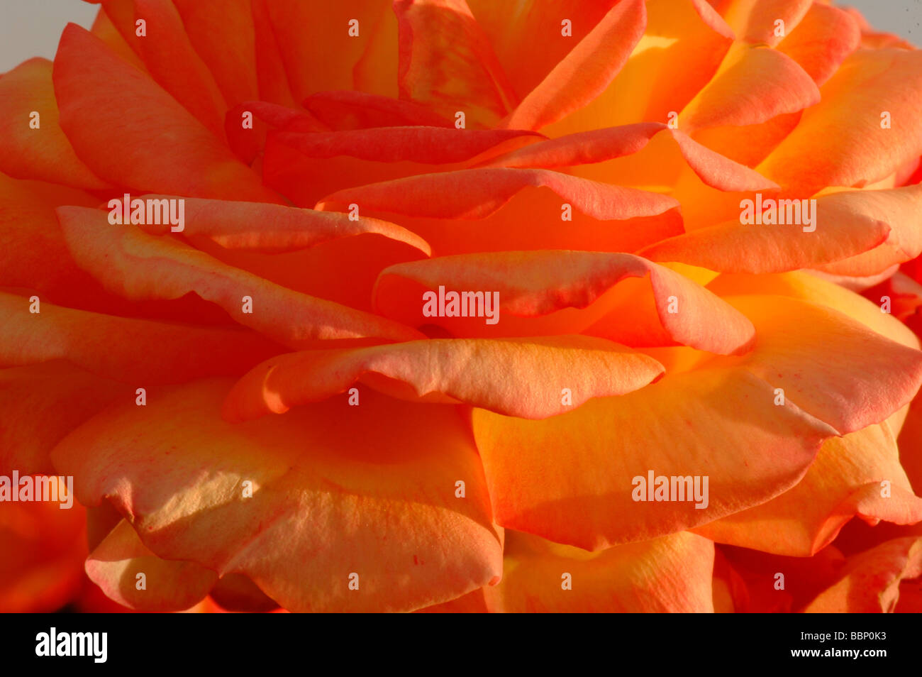 Yellow rose side view flower hi-res stock photography and images - Alamy