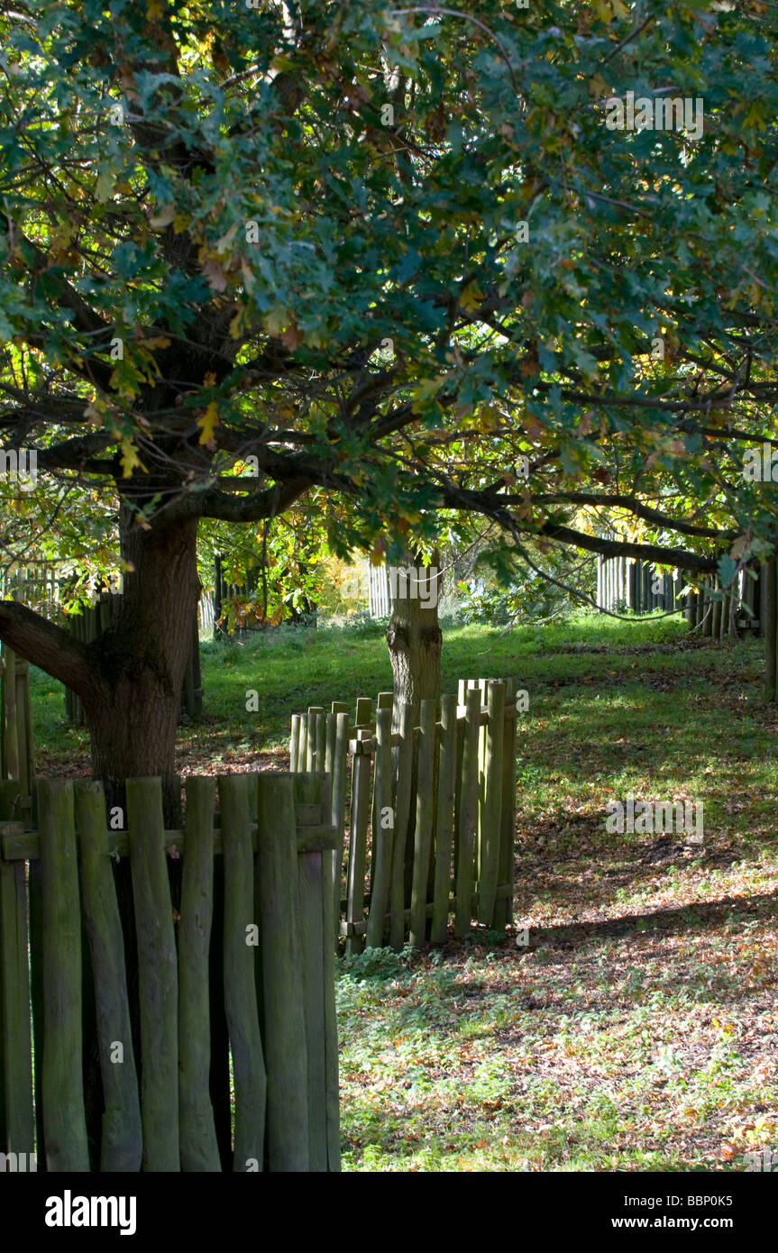 Oak Tree with protective wooden fencing Stock Photo - Alamy