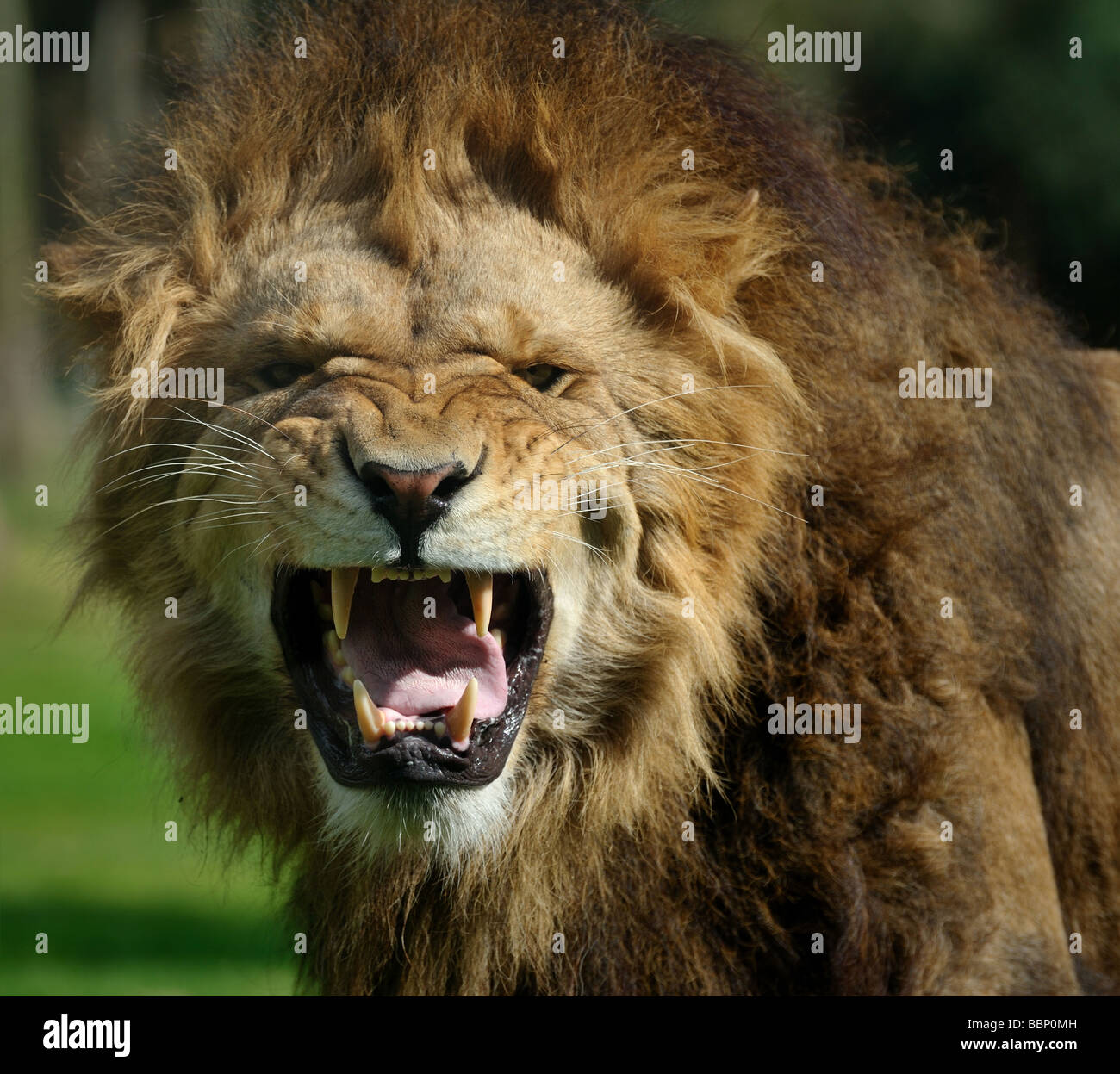 Close up of a big angry African male lion Stock Photo - Alamy