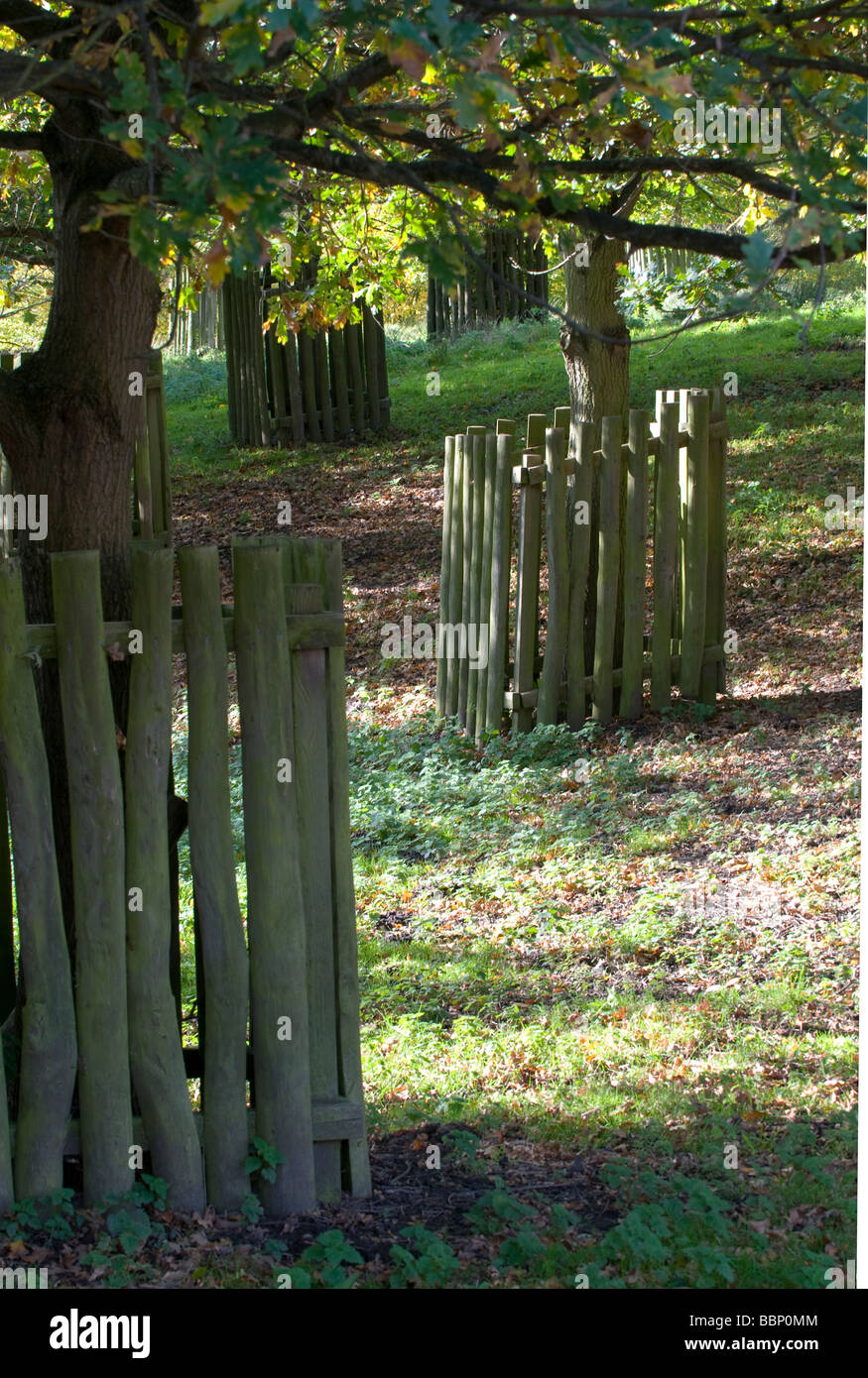 Oak Tree with protective wooden fencing Stock Photo - Alamy