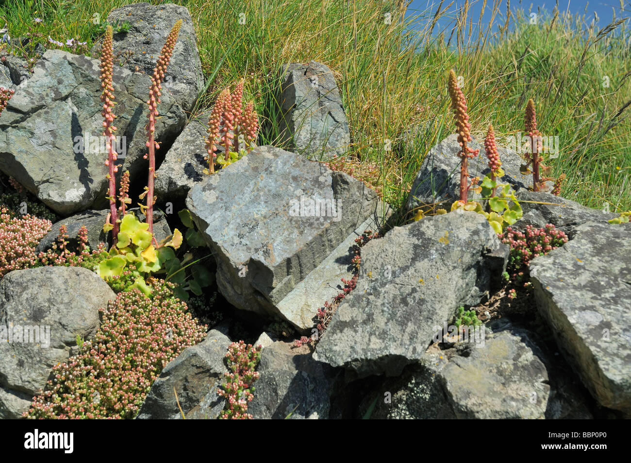 Navelwort Umbilicus rupestris Flower spikes on rocks Stock Photo - Alamy