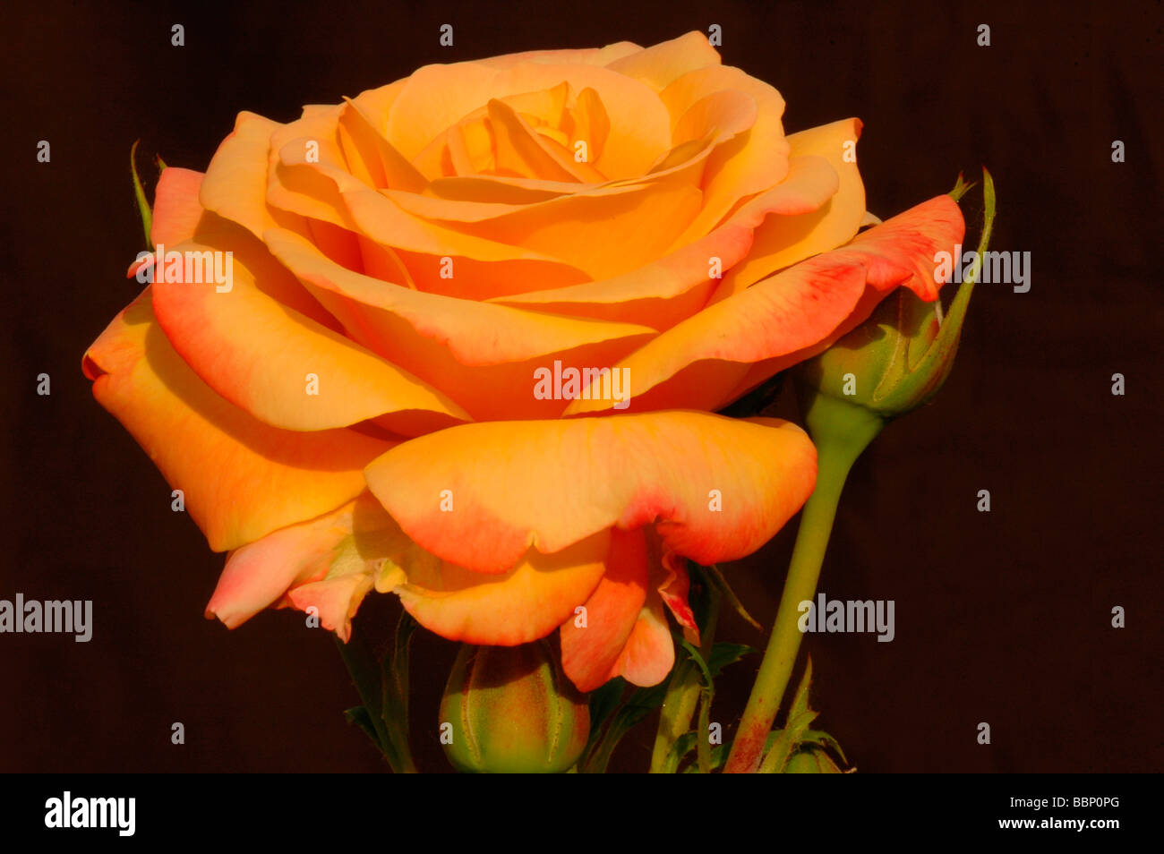 Delicate rose in black background Stock Photo - Alamy