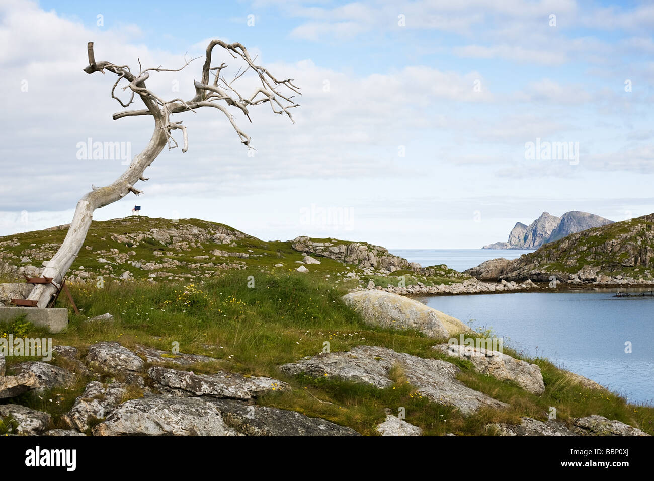 big dry tree on norwegian fjord and cloudy sky background Stock Photo ...