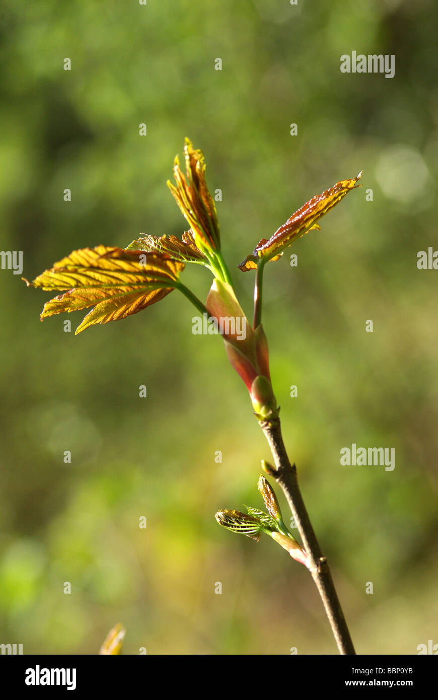 Sycamore tree buds hi-res stock photography and images - Alamy