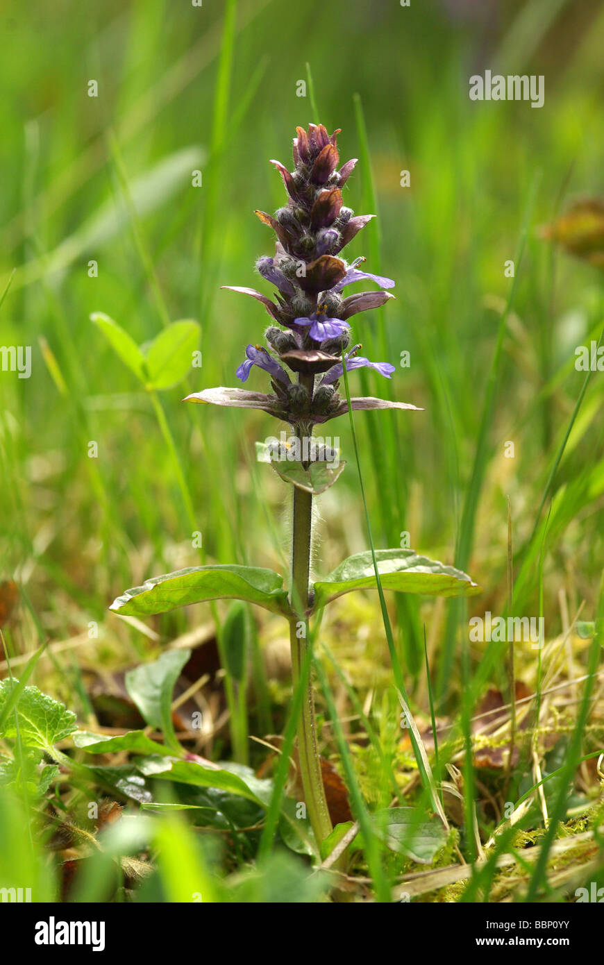 Bugle flowers hi-res stock photography and images - Alamy