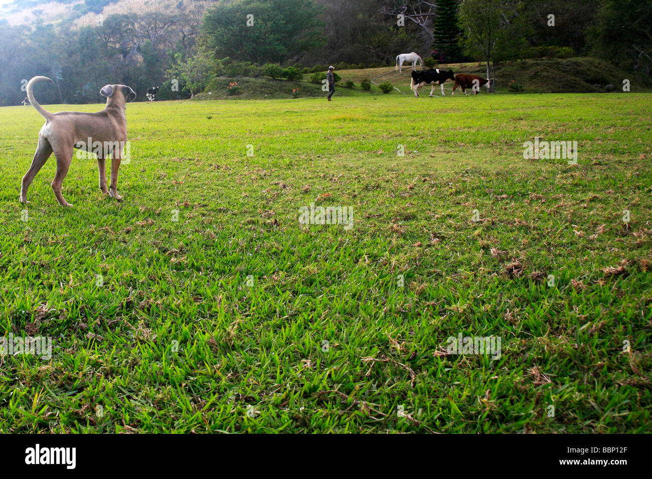 cane corso female young dog with a cow and horses in campain house with ...