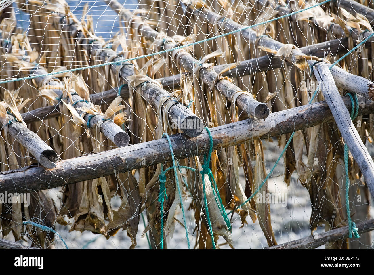 Norway fish hanging dry on hi-res stock photography and images - Alamy