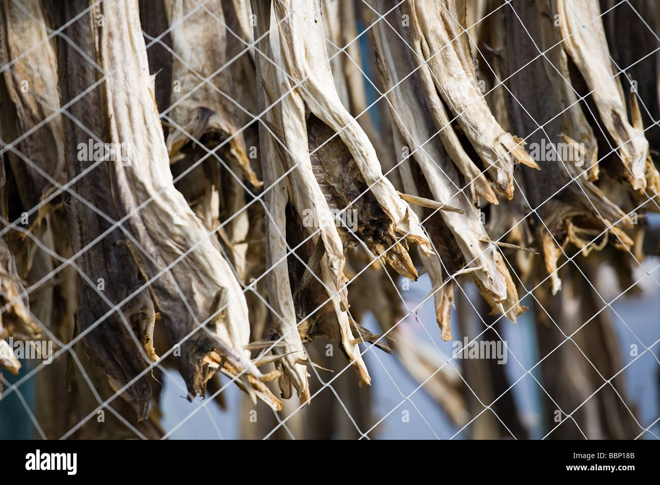 dried fish hanging outside closeup Stock Photo - Alamy