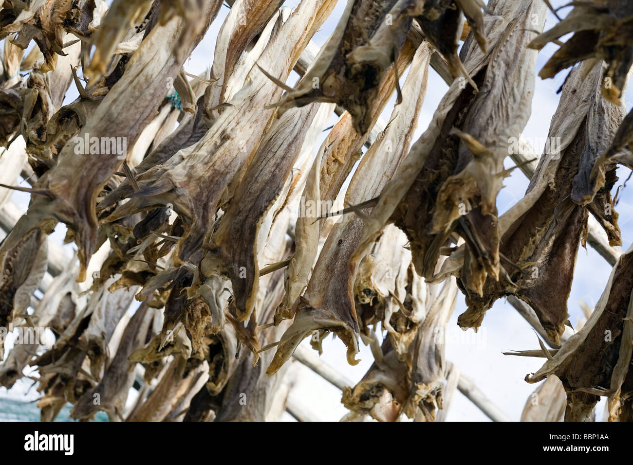 dried fish hanging outside closeup shot Stock Photo - Alamy