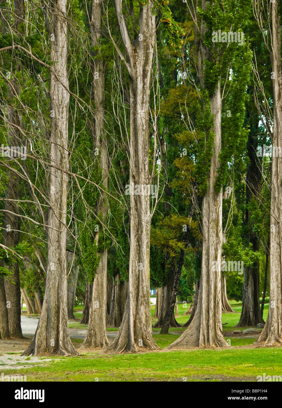 Poplar Trees on the edge of Lake Wanaka South Island New Zealand Stock ...