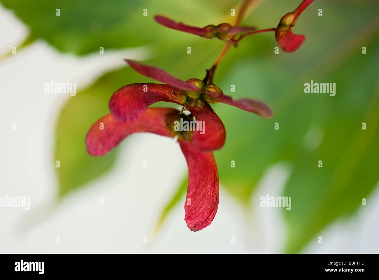 Sycamore seed pods hi-res stock photography and images - Alamy