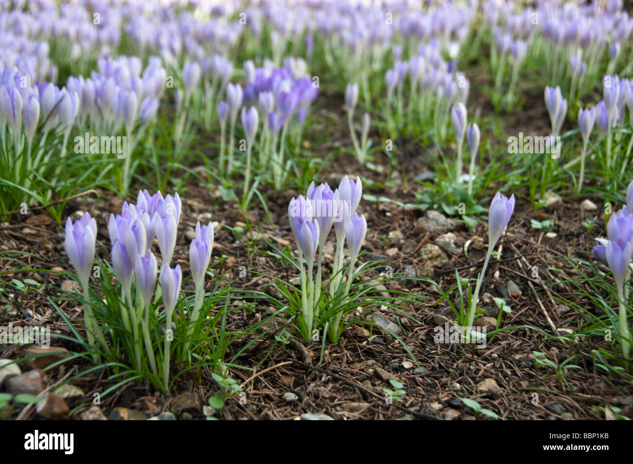 Patch of Crocus flowering in a garden Stock Photo - Alamy