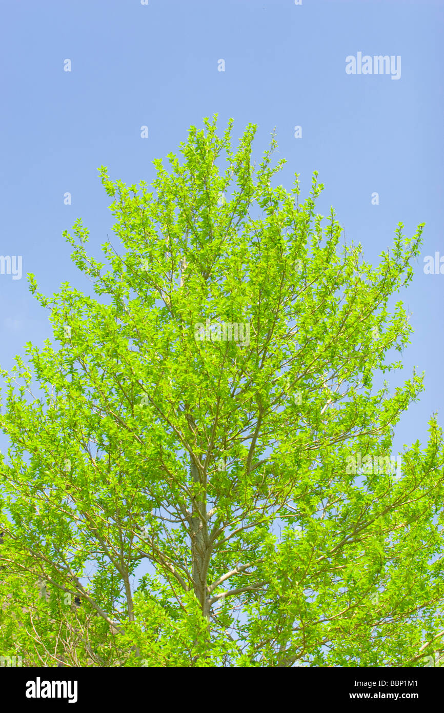 A bright green tree on the slopes of the live volcano Mt Usu zan in ...