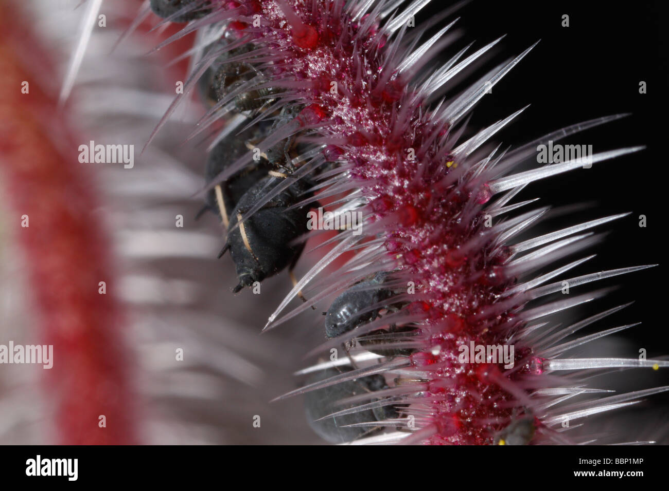 Blackfly aphid hi-res stock photography and images - Alamy