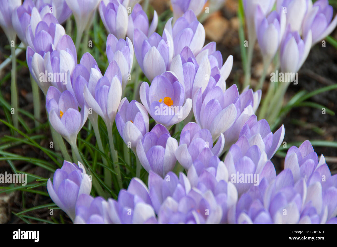 Staines flowers hi-res stock photography and images - Alamy