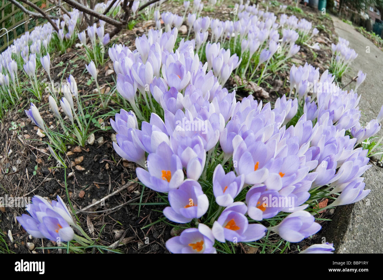 Staines flowers hi-res stock photography and images - Alamy