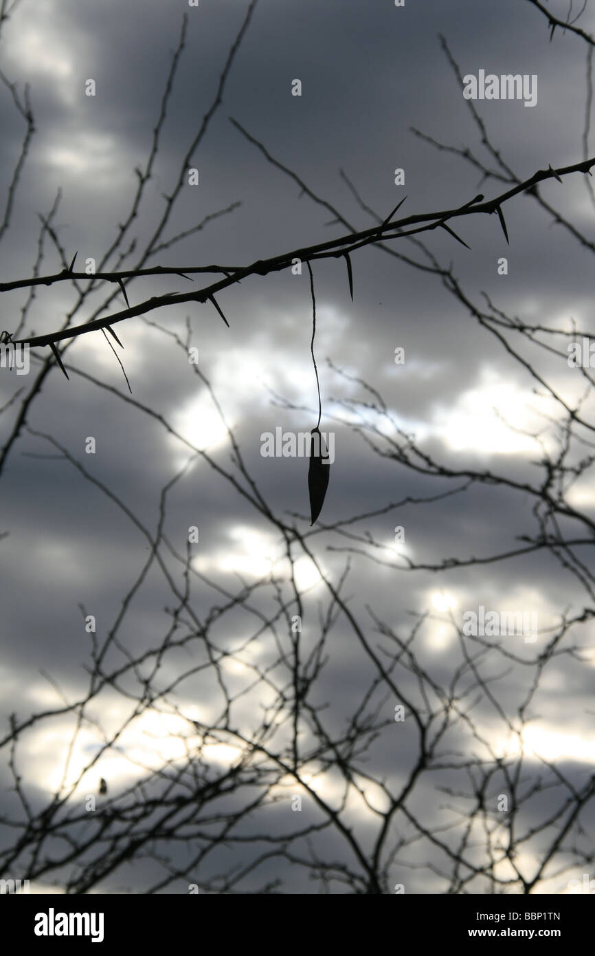 one last leaf on bare tree branches and moody sky Stock Photo - Alamy